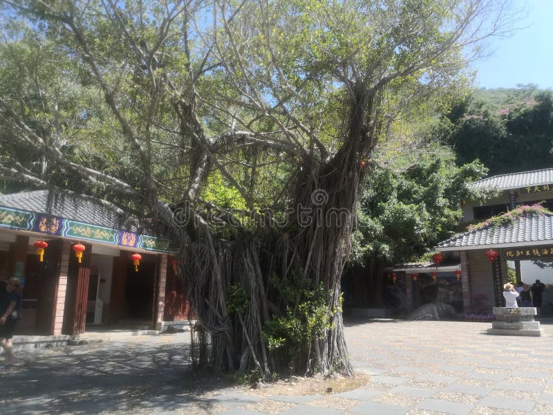 An Ancient Tree in Sanya City Editorial Photo - Image of years, tree ...