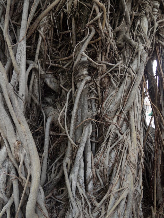 Tree mixed roots stock photo. Image of thai, former - 115013306