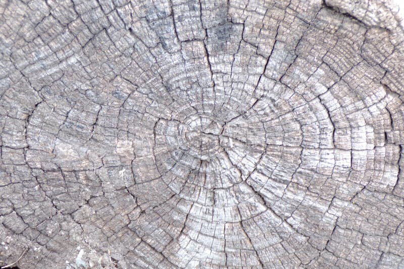 Ancient Tree Stump Greying in the Elements Stock Image - Image of stump ...