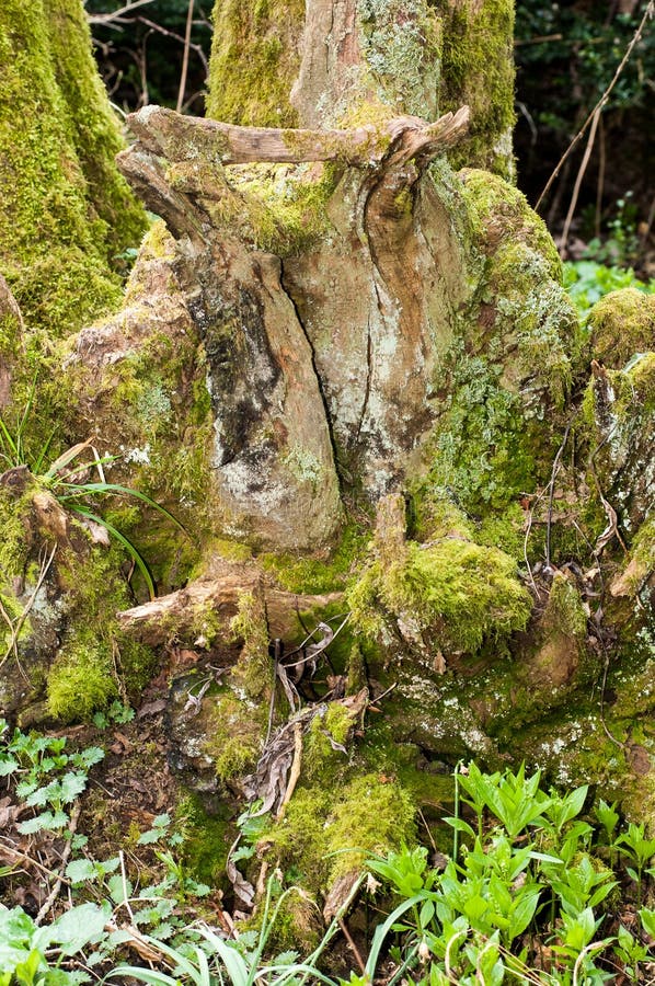 Ancient tree stump stock image. Image of garden, conservation - 51777107