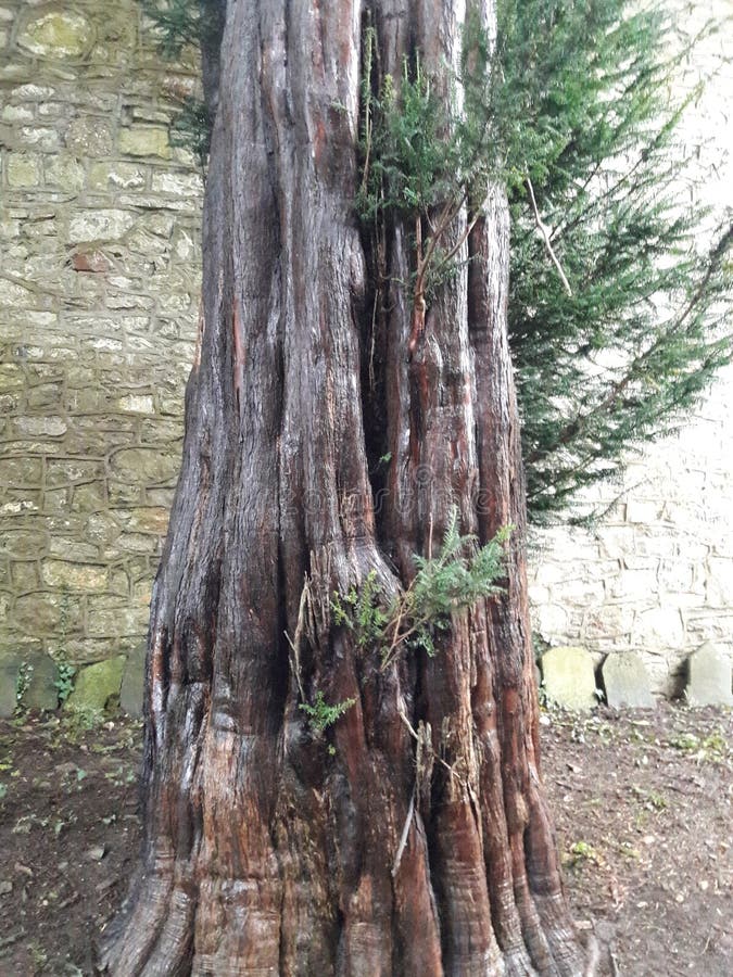 Ancient tree trunk stock photo. Image of graveyard, trunk - 118413444