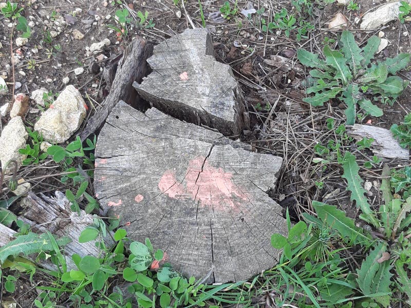 An Ancient Tree Trunk Cut Down in a Forest Stock Photo - Image of tree ...