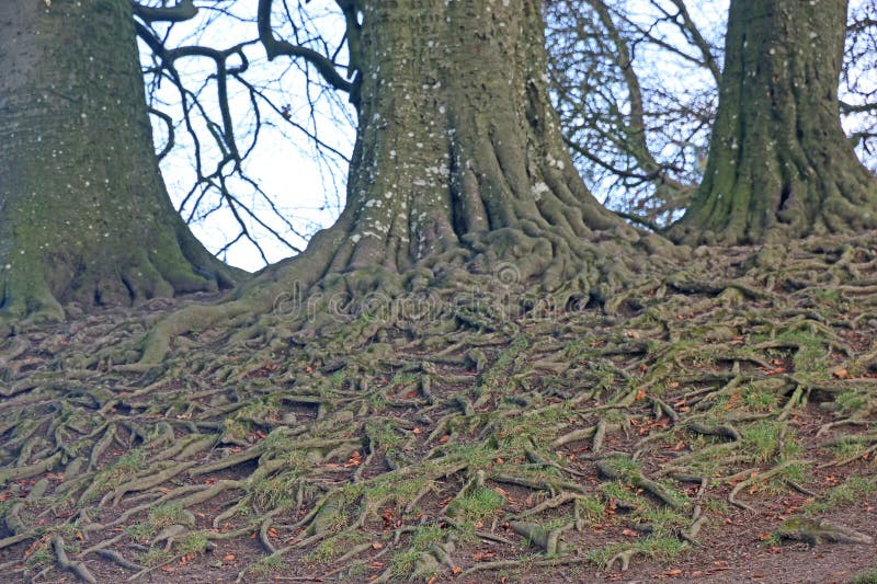 Ancient Tree Trunks and Roots Stock Image - Image of tree, woods: 339986901