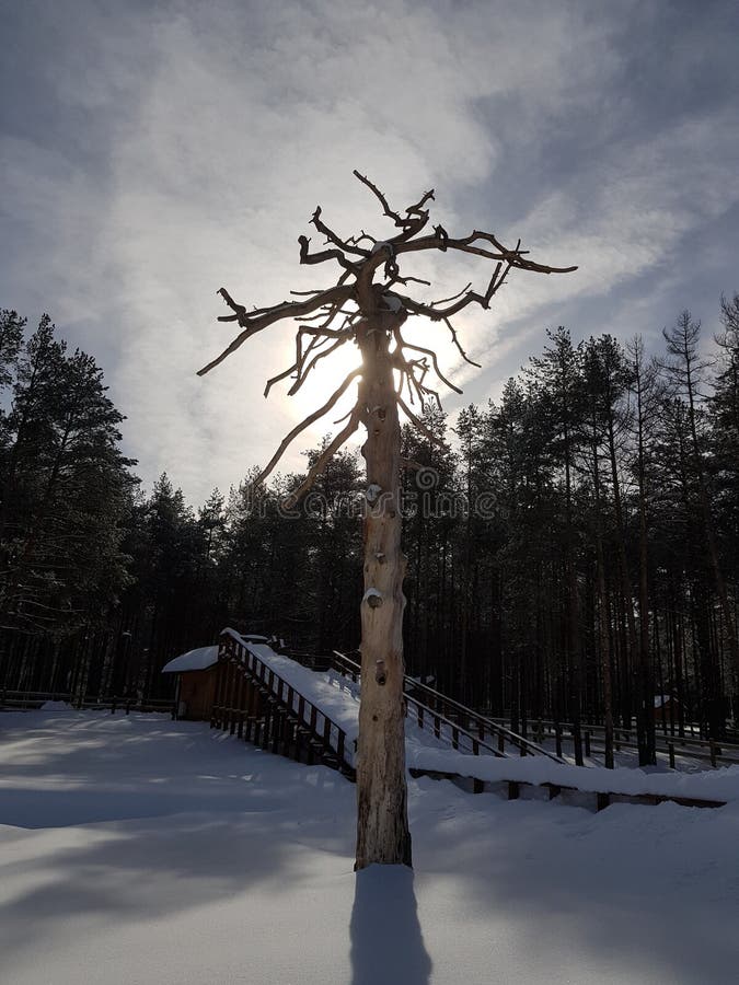 Ancient tree stock image. Image of ancient, tree, giant - 138985423