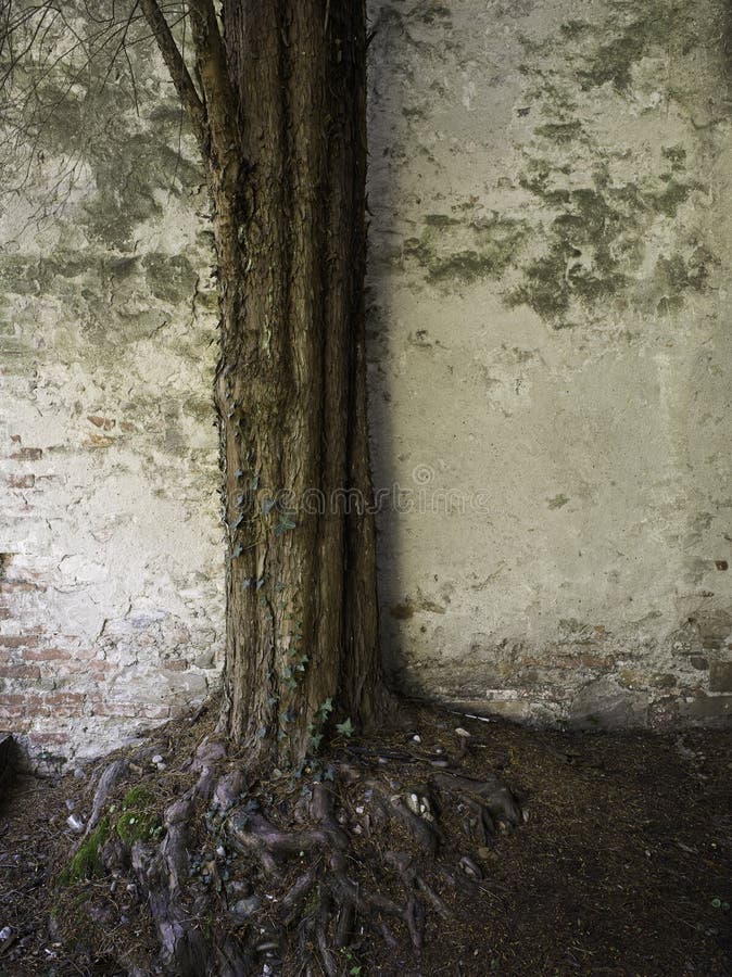 Ancient Tree and Wall stock photo. Image of rough, ground - 16627254