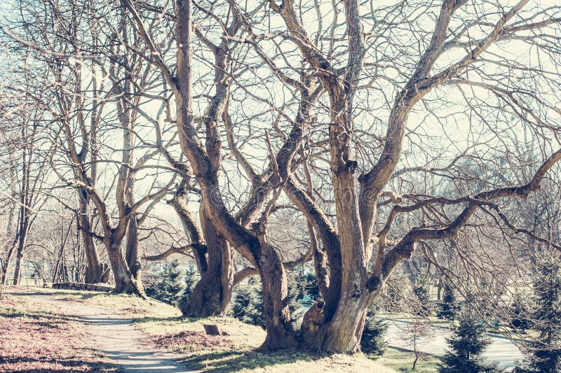 Ancient Trees in the Sahara Desert, Sudan, Africa Stock Image - Image ...