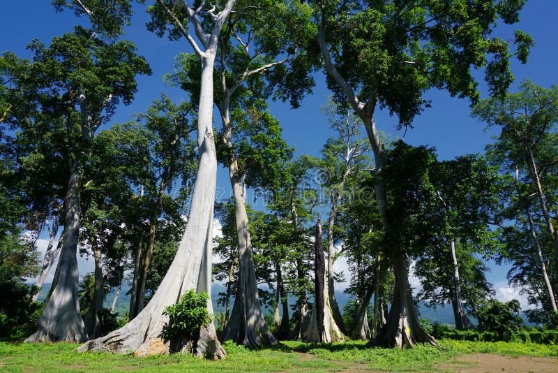 Sambelia Tree Stock Photos - Free & Royalty-Free Stock Photos from ...