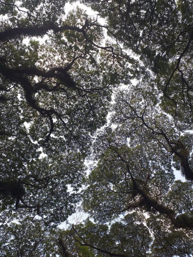 Sprawling Canopies Stock Photos - Free & Royalty-Free Stock Photos from ...