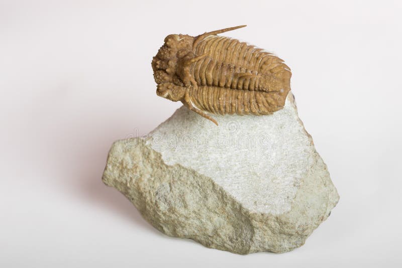 Prehistoric Invertebrate Animals Stock Photos - Free & Royalty-Free ...