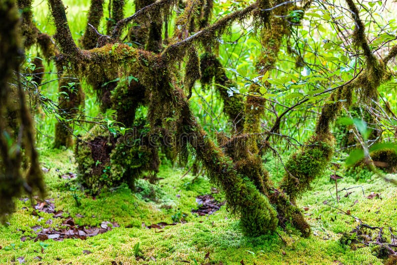 Ancient Tropical Rainforest Trees Growing on Green Moss Area Stock ...