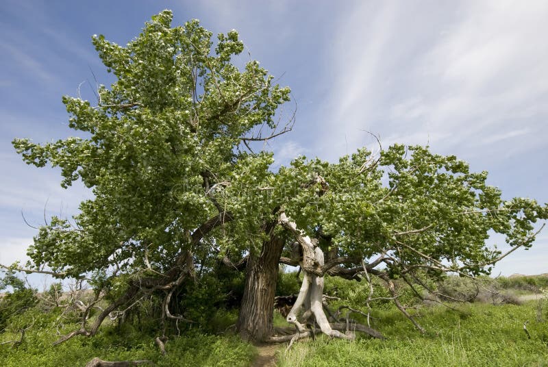 Ancient Twisted Tree stock image. Image of trunk, nature - 8486015