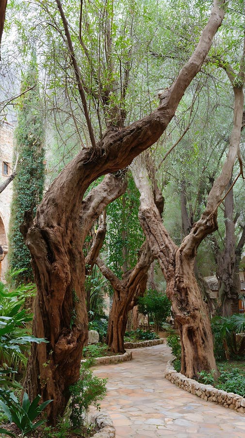 Ancient Twisted Trees Line a Stone Pathway in a Serene Garden Setting Stock Illustration ...