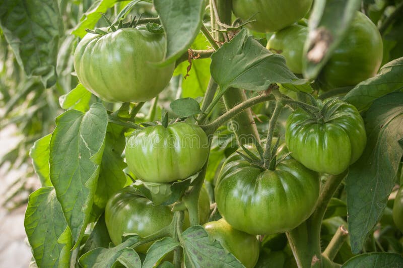 Ancient Variety of Wild Yellow Tomato Stock Photo - Image of method ...