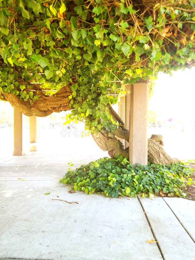 Ancient vine stock image. Image of ancient, vine, nature - 122251531