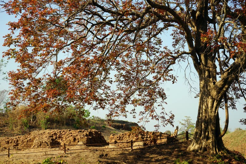 Ancient wall stock photo. Image of wall, burma, tree - 90922646