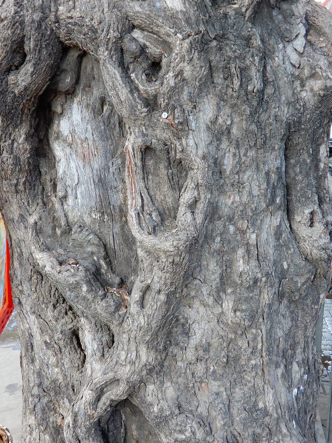 Ancient Weathered Tree Bark Stock Photo - Image of skin, wood: 120144426