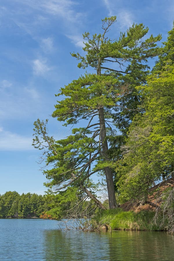 Ancient White Pine Tree on a Wilderness Lake Stock Photo - Image of ...