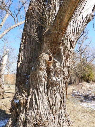 Ancient Willow Tree on Otisco Lake Shore in Fingerlakes Stock Image ...