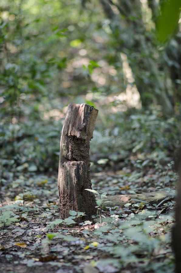 Wood stakes in the forest. stock photo. Image of bouquet - 113932538