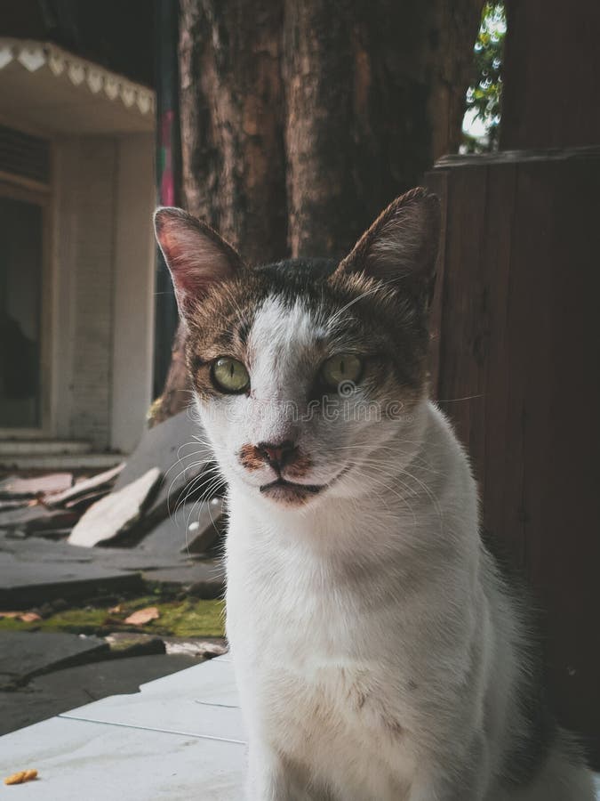 This is a Domestic Indonesian Cat Found in the Ancol Area, Jakarta ...