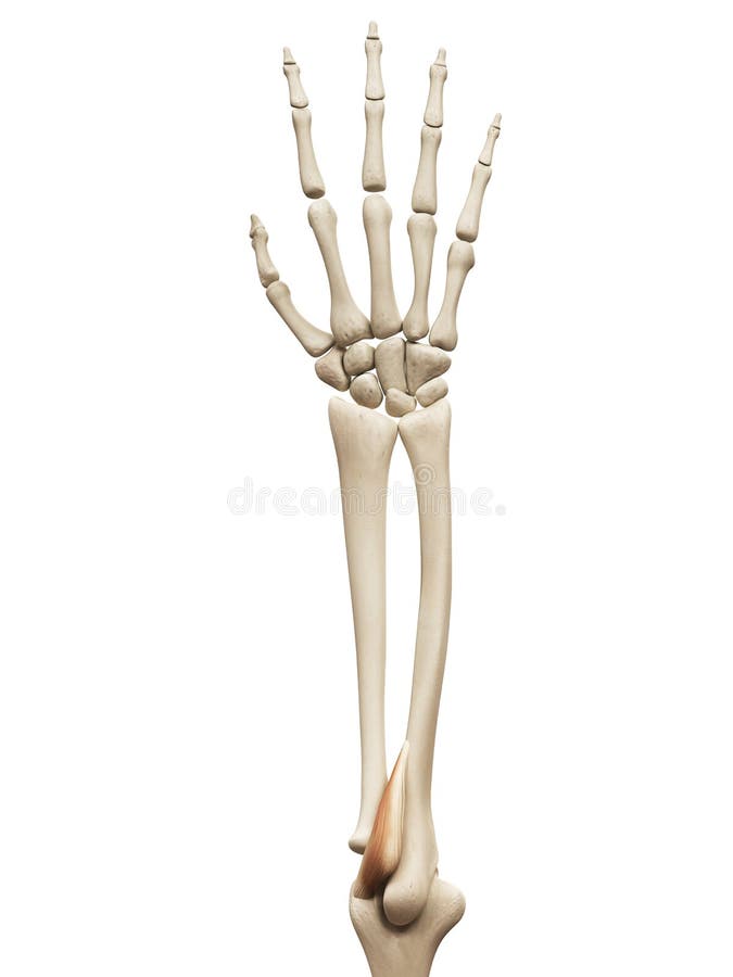 The anconeus stock illustration. Illustration of detail - 45575343