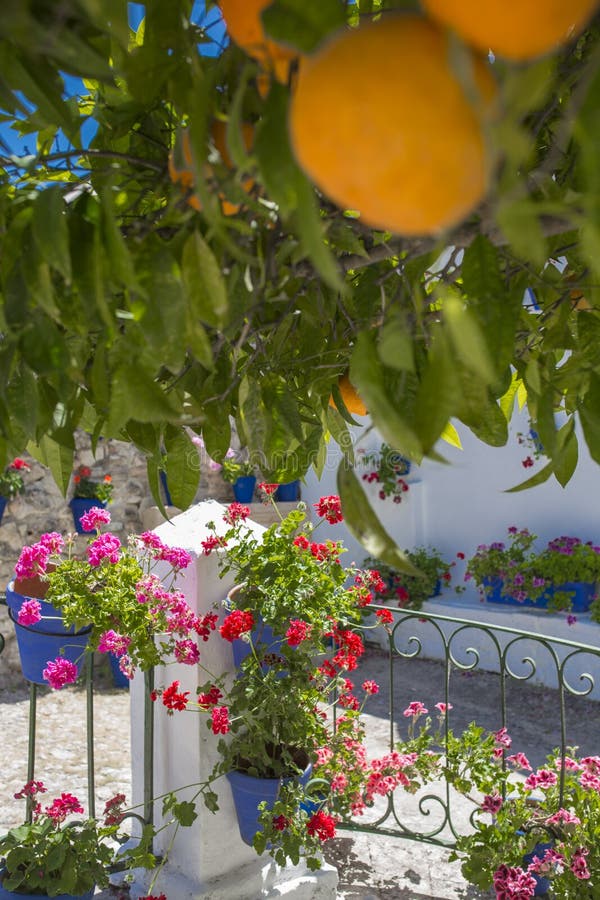 Andalusian Courtyard Under Orange Tree Stock Photo - Image of tree ...