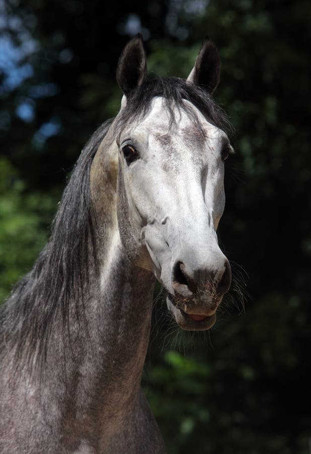 Andalusian Grey Horse in Summer Ranch Stock Image - Image of beauty ...