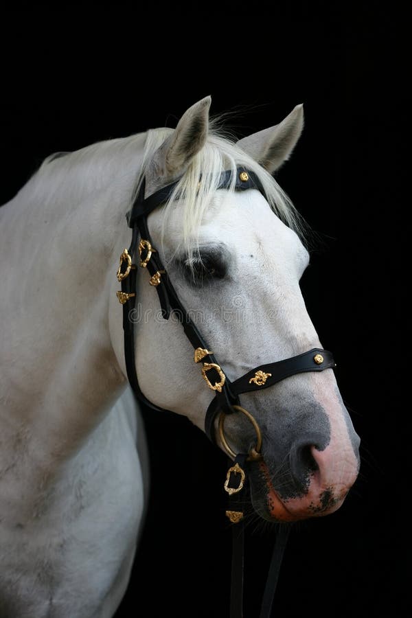 Cavallo Andaluso Grigio in Toilette Tradizionale Immagine Stock ...
