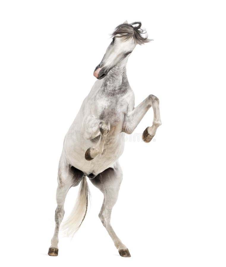 Andalusian horse jumping stock photo. Image of view, farm - 49910880