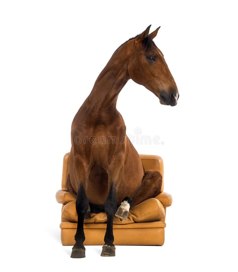 Horse Sitting Stock Images - Download 6,315 Royalty Free Photos