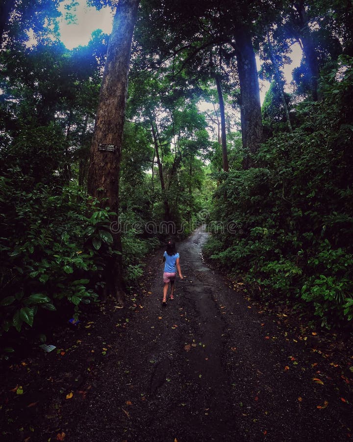 Andaman forest walk stock image. Image of walk, andaman - 165438427