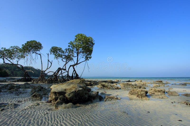 Andaman Islands of India stock photo. Image of lean, beautiful - 23507370