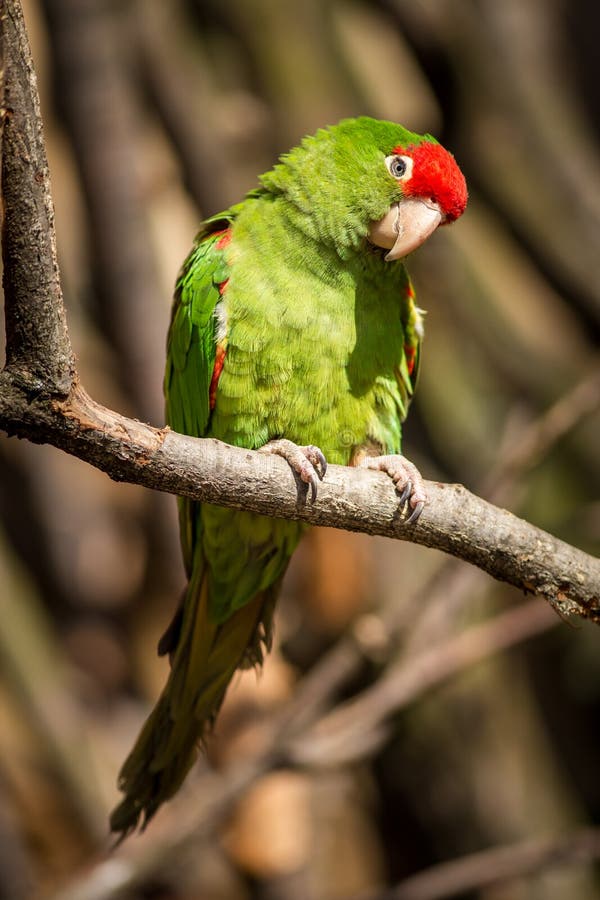 Andean Aratinga Parrot in the Nature Stock Image - Image of sitting ...