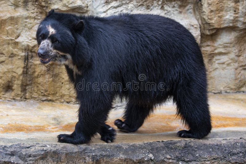Andean bear stock photo. Image of white, bear, mountain - 138409666