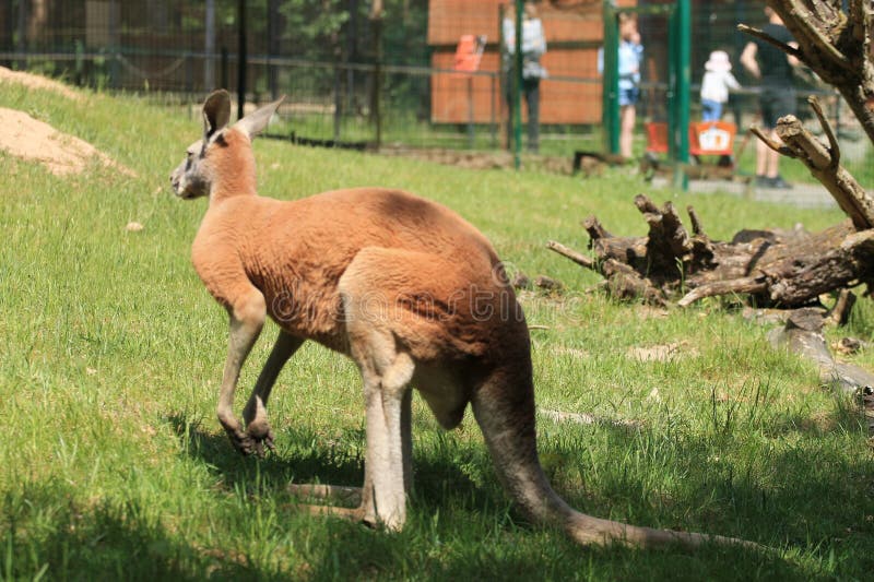 Andean Camelids stock photo. Image of horn, province - 279956320