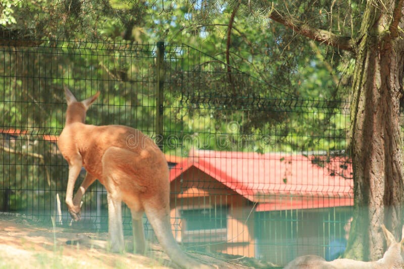 Andean Camelids stock image. Image of alpaca, agriculture - 279956219