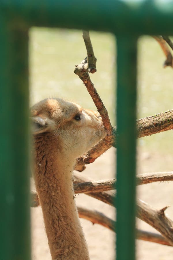 Andean Camelids stock image. Image of safari, people - 279956699