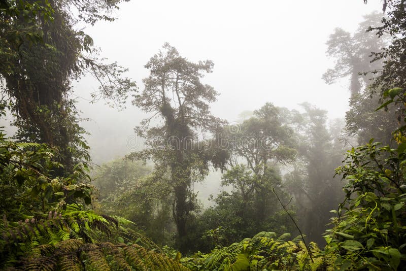 575 Andean Cloud Forest Ecuador Stock Photos - Free & Royalty-Free Stock Photos from Dreamstime