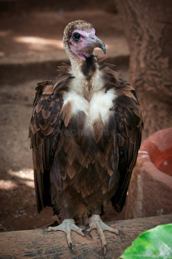 Andean Condor stock photo. Image of prey, wildlife, predator - 15691884
