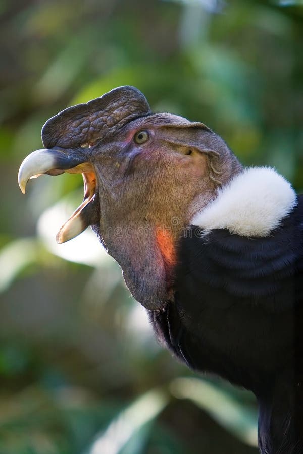 Andean Condor stock image. Image of heads, beak, animal - 2510389