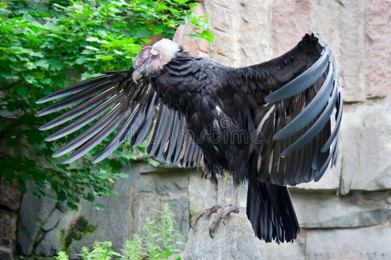 Andean condor stock photo. Image of avian, looking, andean - 25469114