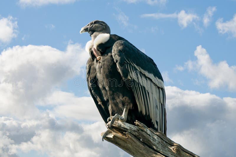 Andean condor bird of prey stock photo. Image of vulture - 10459764