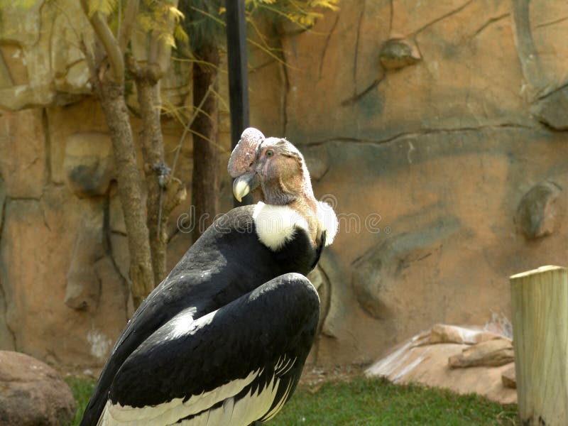Andean Condor stock photo. Image of depredatory, andes, large - 74442