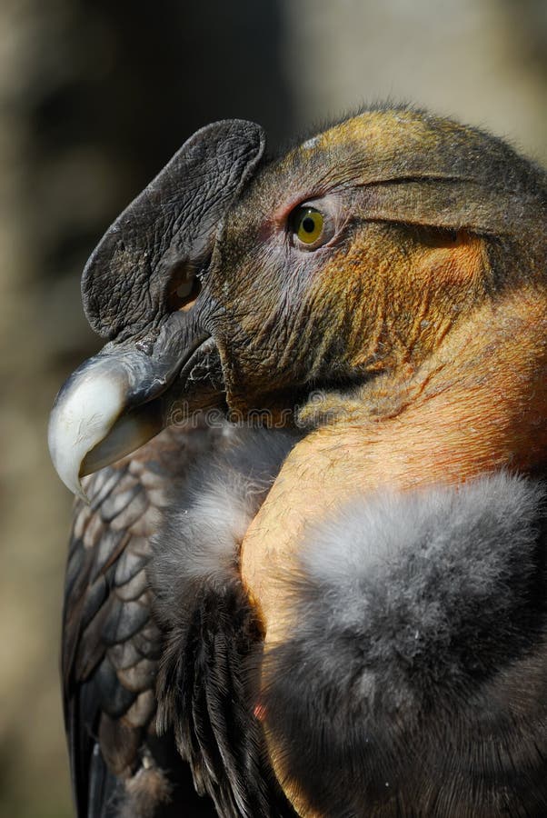 Andean Condor stock image. Image of heads, beak, animal - 2510389