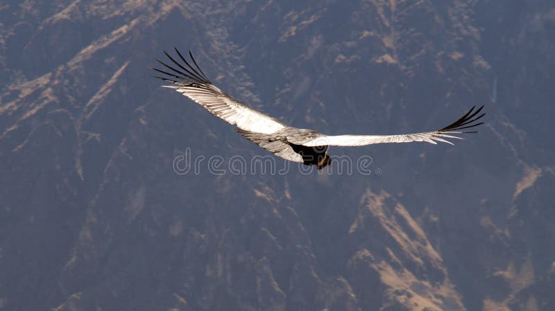 Andean Condor Bird in the Colca Canyon, Peru. Stock Image - Image of ...