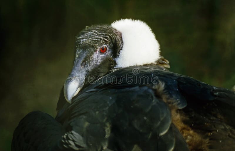 Andean Condor stock photo. Image of nature, animals, head - 67836104