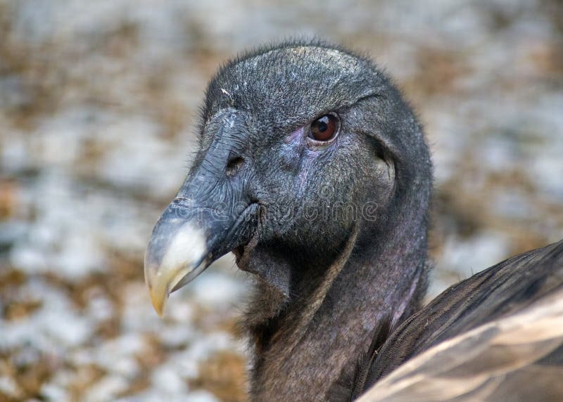 Andean Condor stock image. Image of portrait, feathers - 31996105