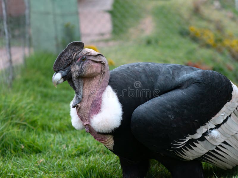 Andean Condor Close-up stock photo. Image of captive - 309052988