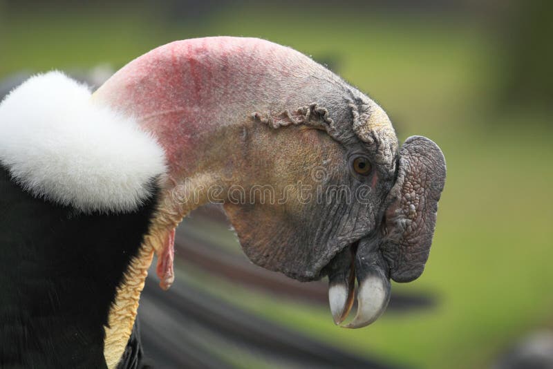 Andean condor detail stock image. Image of andean, world - 24191225