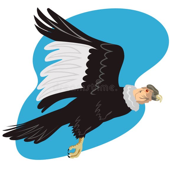 Andean condor in flight stock illustration. Illustration of predator ...